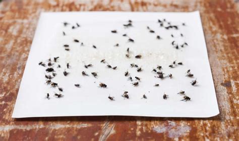 Extermpro Pest Control On Linkedin When And Where To Use Glue Traps