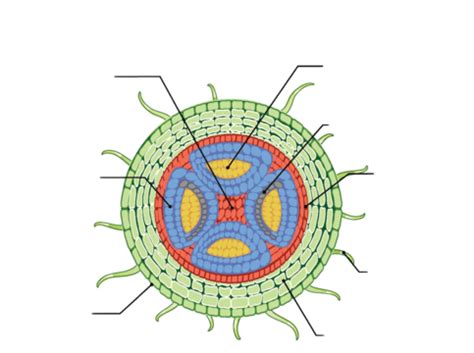 Diagram Showing Stem And Root Structure Transport Microscopic Environment Vector Transport