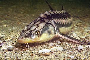 Greater Black Sea Basin Wwf