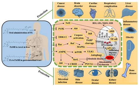 Marine Algae Derived Fucoxanthin Encyclopedia Mdpi