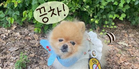 아무리 더워도 절대 포기 못 하는 것 ☀ 비마이펫