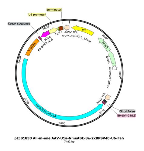 Addgene: pEJS1830 All-in-one AAV-U1a-NmeABE-8e-2xBPSV40-U6-Fah