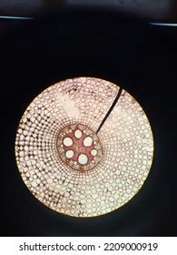 Cross Section Plant Root Stock Photo 2209000919 Shutterstock