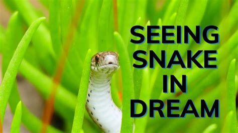 Seeing Snake In Dream It Represents A Hidden Enemy