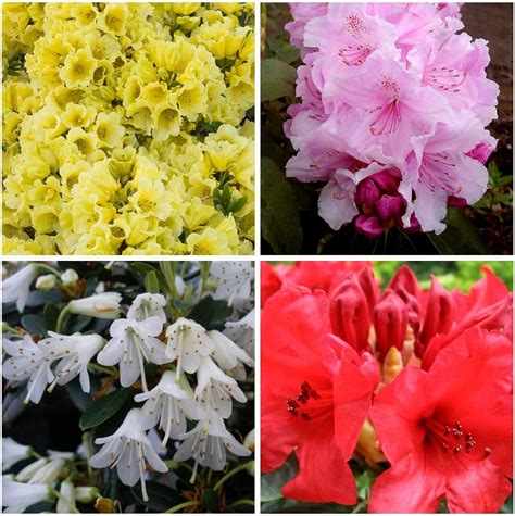 6 X Mixed Evergreen Colourful Dwarf Rhododendron Shrubs Bright Flowers Uk Garden