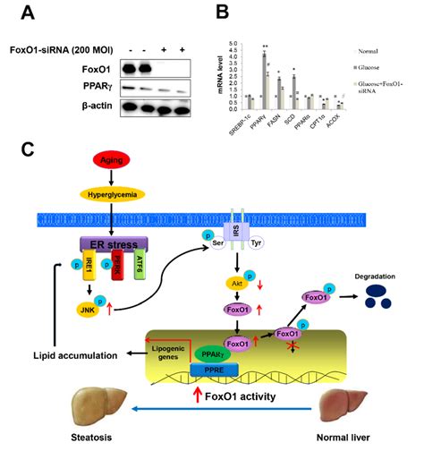 Effect Of High Glucose And Foxo1 Deletion On The Regulation Of Lipid Download Scientific