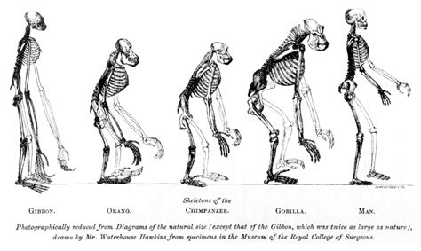 Matematica Etapas En La Evolución Humana