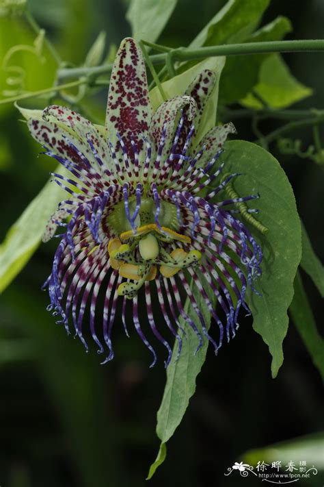 细齿西番莲Passiflora serrulata 花卉图片网