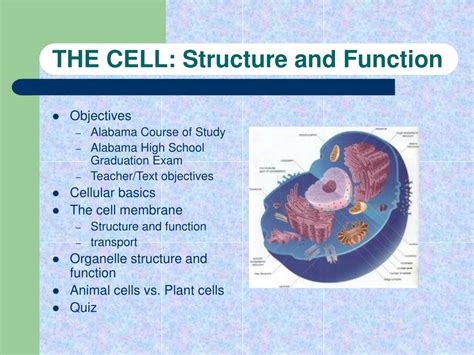 Ppt The Cell Powerpoint Presentation Free Download Id7076530