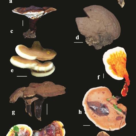 Spores Of Ganoderma Species Bar 5 μm A Ganoderma Applanatum B