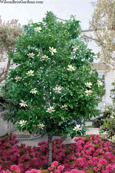 Buy Sweet Bay Magnolia Single Trunk Tree Free Shipping Wilson