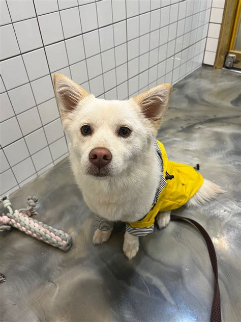 진도믹스 몽실 유기견파양 유기묘파양 비숑프리제보호소 포메라니안보호소 말티즈보호소 말티푸보호소 푸들보호소 먼치킨보호소 랙돌보호소 브리티쉬숏헤어보호소 스코티쉬폴드보호소 러시안