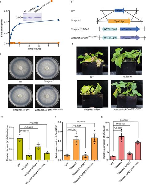 Enzymatic Activity Of Vdpda1 Is Essential For The Full Virulence Of V