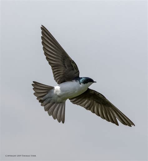 Using Bird Detection Ai Small Sensor Photography By Thomas Stirr