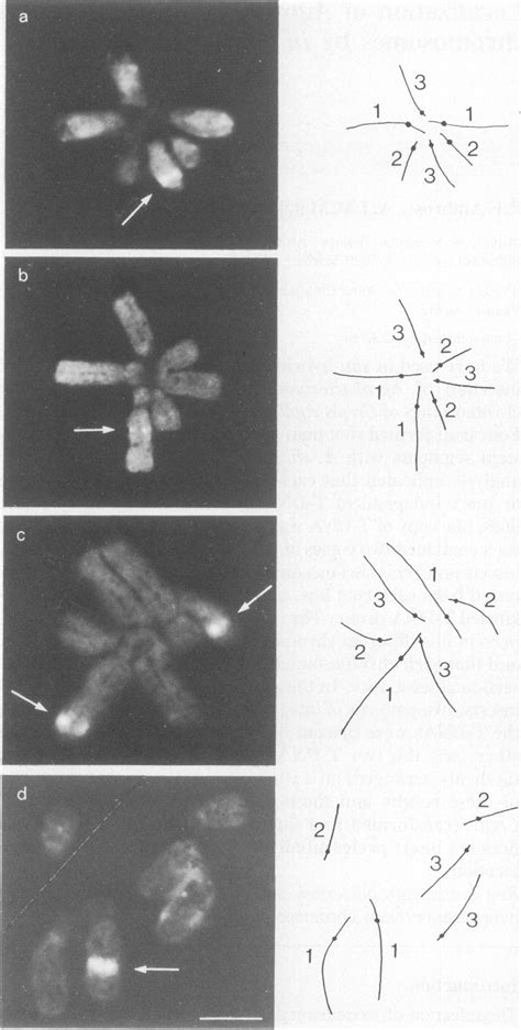 In Situ Hybridization Of A Biotin Labeled T Dna Probe To Metaphase