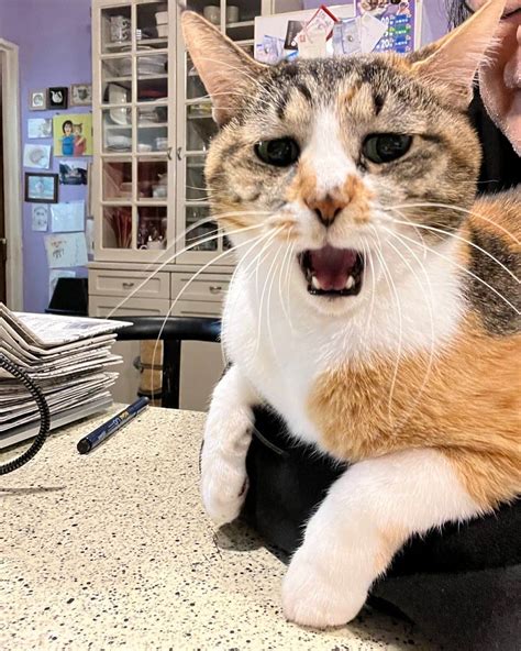 Kachimo Yoshimatsuさんのインスタグラム写真 Kachimo Yoshimatsuinstagram「カスちゃん、変な