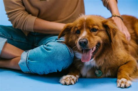 Why Do Female Dogs Hump With Dr Carol Osborne