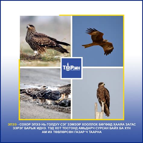 Төр мн ЭЛЭЭ СОХОР ЭЛЭЭ Дундаж хэмжээний махчин шувуу бөгөөд бүргэд сар зэрэг шувуудын