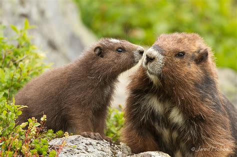 Photo Gallery The Vancouver Island Marmot Recovery Foundation