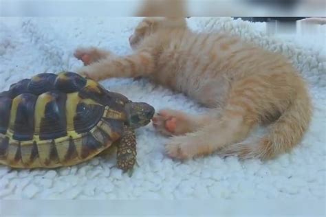 一只乌龟偷袭了一只熟睡的猫咪我也敢惹吗