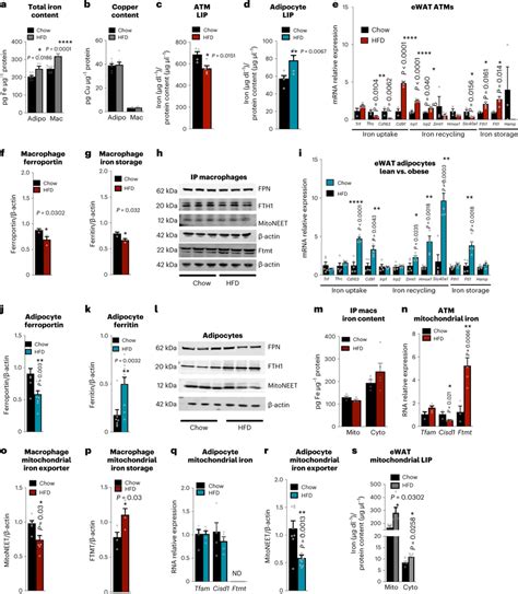 Obesity Leads To Mitochondrial Iron Overload In Adipose Tissue