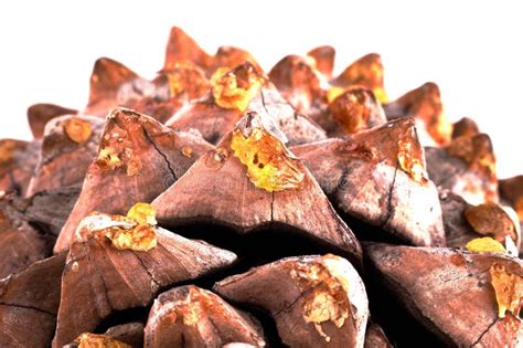 The Leaves Of A Coulter Pinecone With Fibonacci Spirals Stock Image