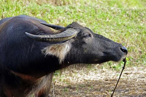Carabao Head