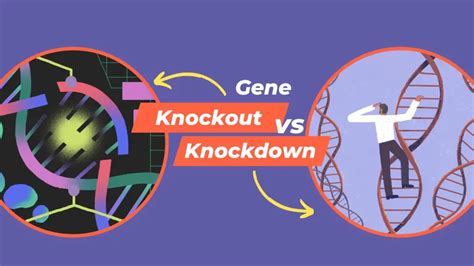 Gene Knockout Vs Gene Knockdown Differences And Similarities Genetic