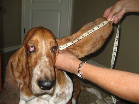 Bassethoundtown Blogvlog Official Archive For Basset Hound Ear Length