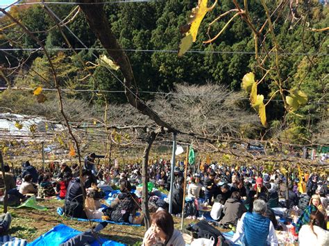 『ココファームワイナリーの収穫祭へ行ってきました』足利栃木県の旅行記・ブログ By Hana0826さん【フォートラベル】