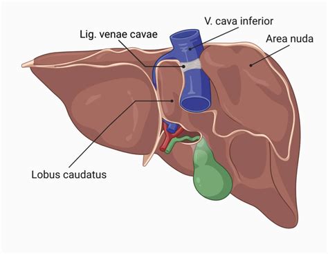 Ligamentum Venae Cavae DocCheck Flexikon