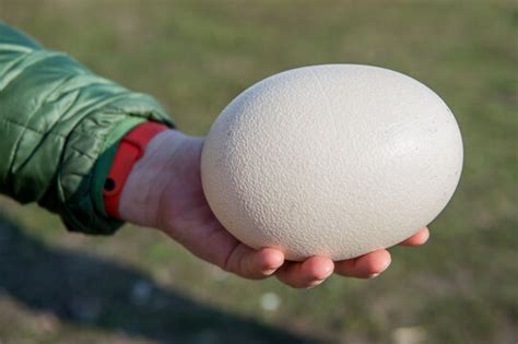 Ostrich Egg