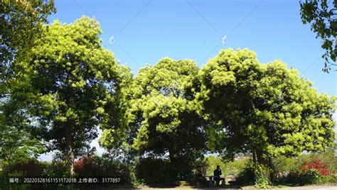 Huitu