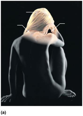 A P Chapter Lecture Powerpoint Flashcards Quizlet