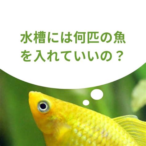 Aqualassic（アクアラシック） ページ 9