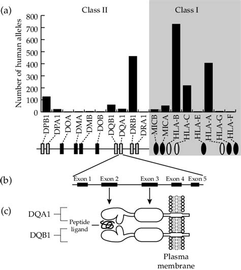 1 Structure And Diversity Of Human Mhc Genes A The Mhc Region
