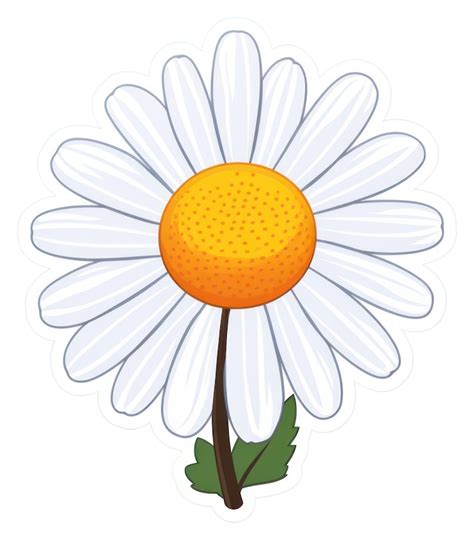 Gaensebluemchen Clipart Bilder Kostenloser Download Auf Freepik