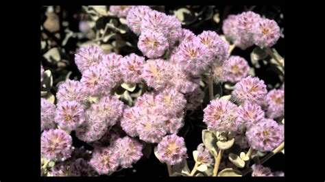 Ptilotus Youtube