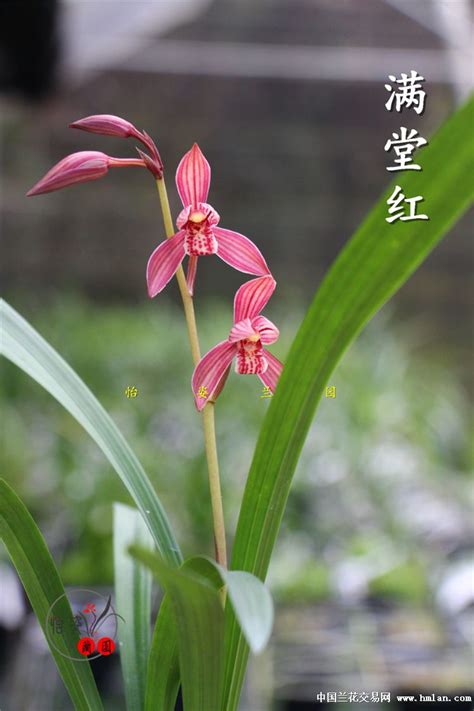 满堂红兰花简介 满天 大山谷图库