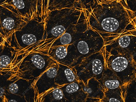 Fibroblasts Fluorescent Micrograph Stock Image C0535587 Science