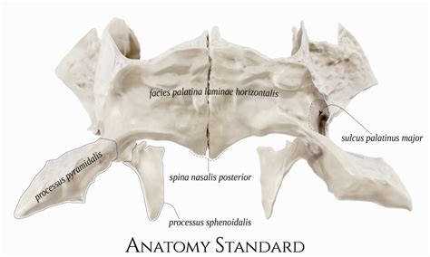 Anatomy Standard Drawing Palatine Bones Inferior View Latin Labels