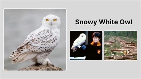 Great Horned Owl Diet What These Powerful Predators Eat