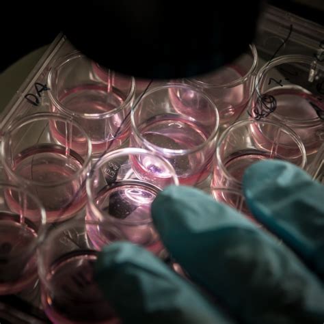 Lab Grown Human Embryo Models Spark Calls For Regulation South China
