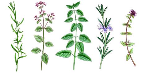 50 Wild Marjoram Drawing Stock Illustrations Royalty Free Vector