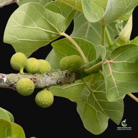 Ficus Abutilifolia Seed Syndicate