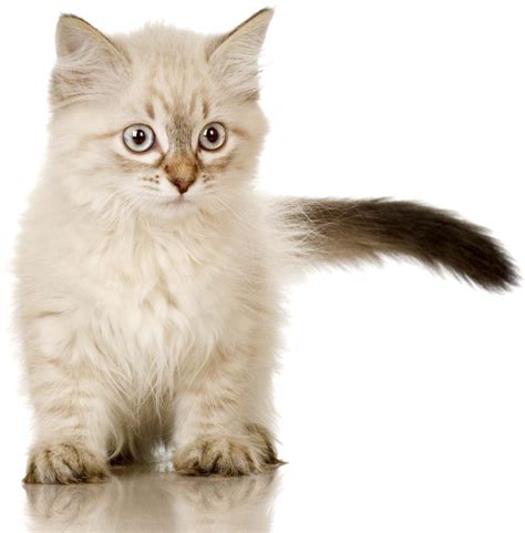 Download Fluffy Kitten Portrait