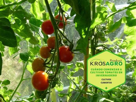 Cuándo comenzar a cultivar tomates en invernadero Krosagro