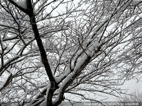 雪の積もった木の写真・画像素材 Snapmart（スナップマート）