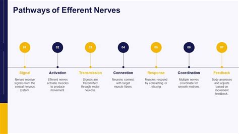 Pathways Of Efferent Nerves Afferent Vs Efferent Ppt Outline Acp Ppt Slide