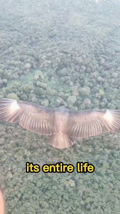 the bird that never lands is it even real 🐦💤 shorts shortvideo